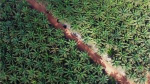 Home - Bumitama Agri Ltd.