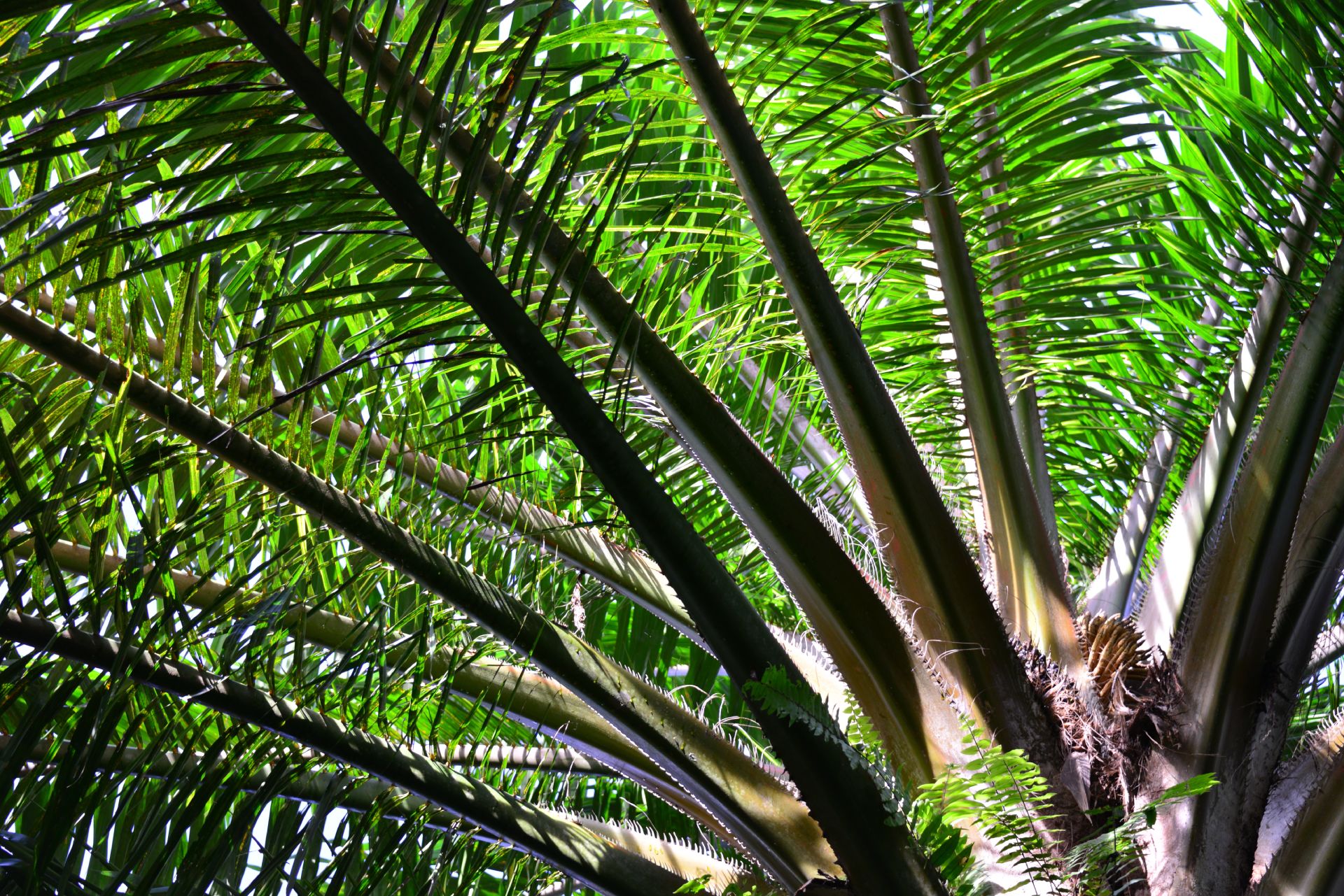 Investors - Bumitama Agri Ltd.