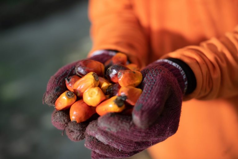 Our Business - Bumitama Agri Ltd.